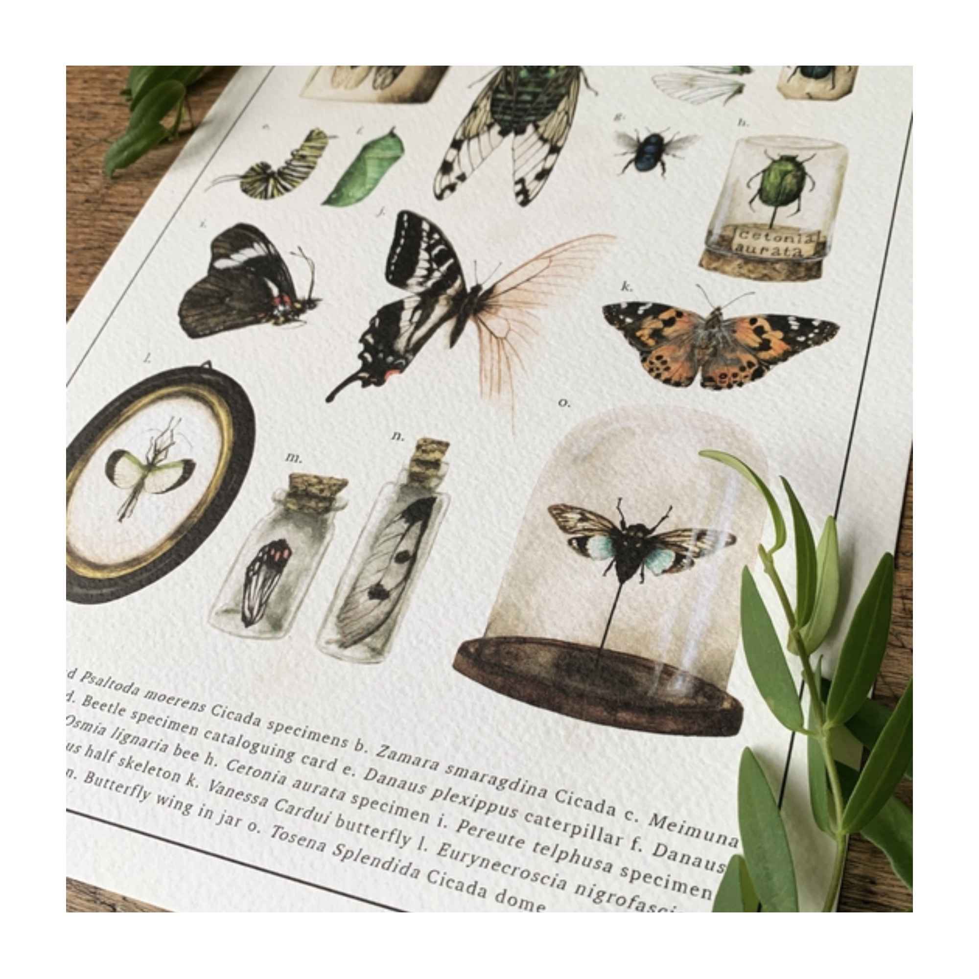 An Introduction To Entomology Print – Harbour Lane Studio